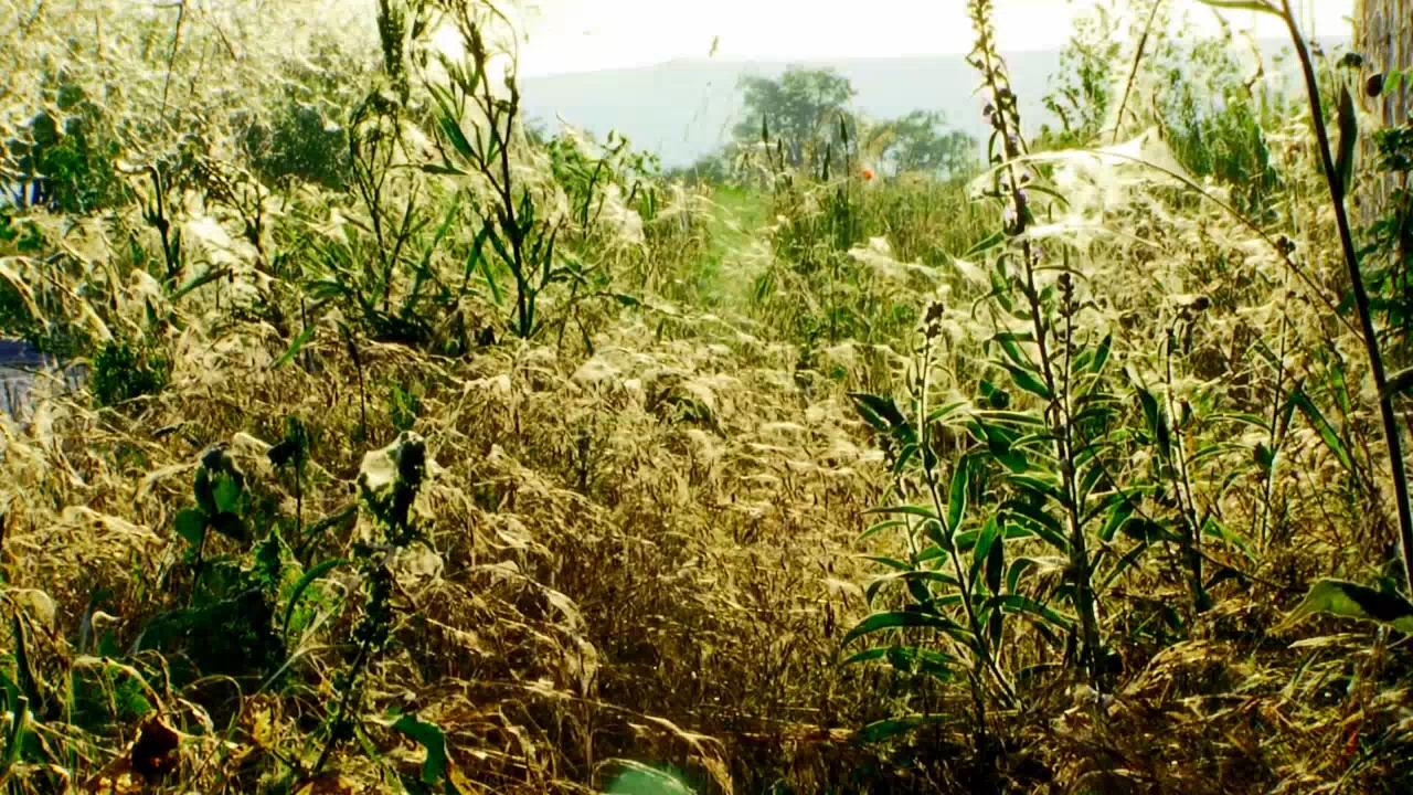 Ecology Services for Sustainable Solutions in the UK | Ascerta