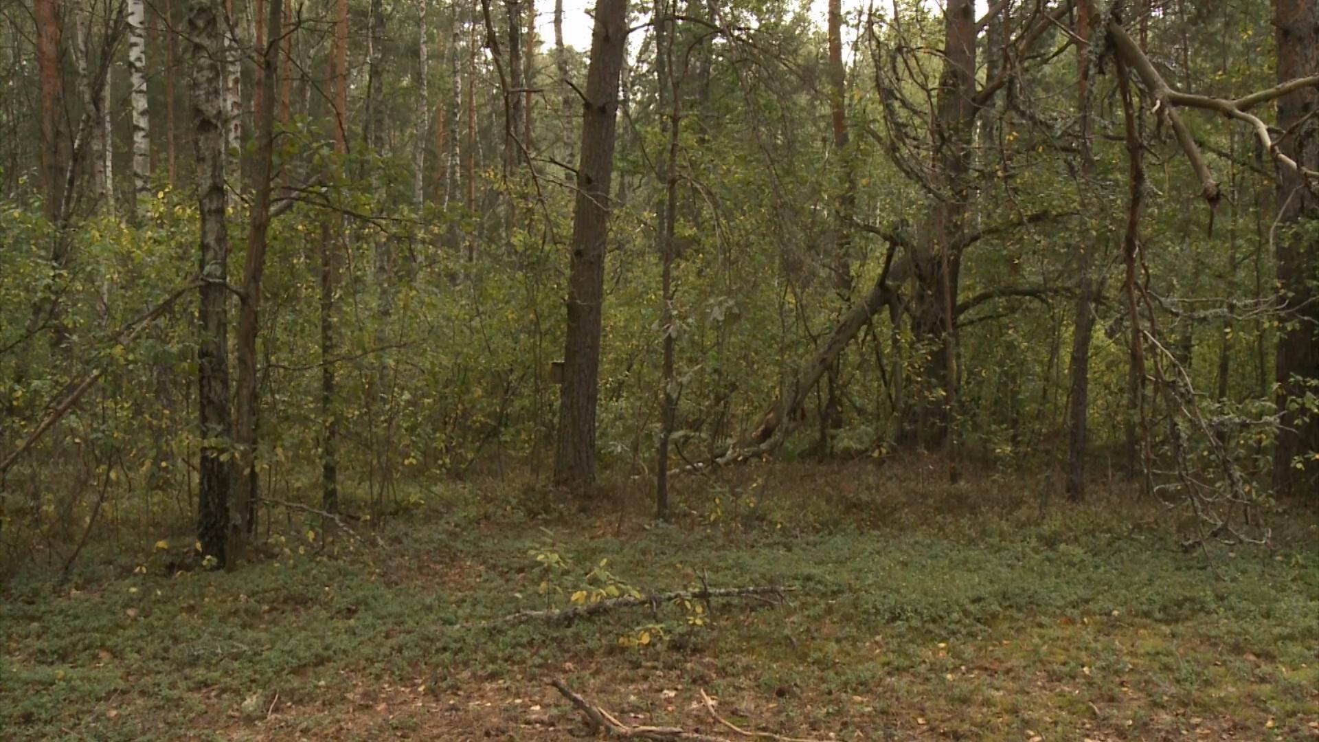 Dormice Survey | Ascerta